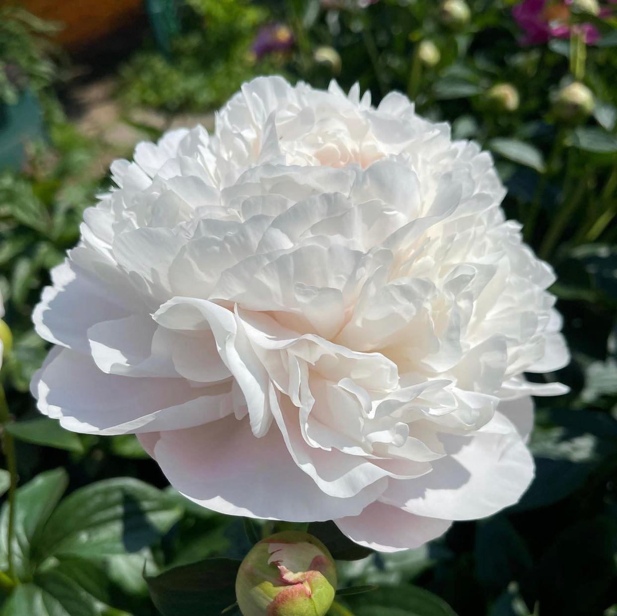 Пионы Корина Версан: описание сорта, характеристики, особенности ...