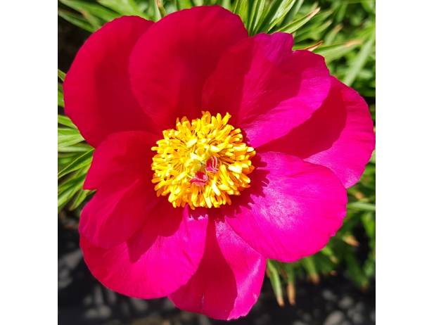 Пионы Орленок: описание сорта, характеристики, особенности посадки и ...