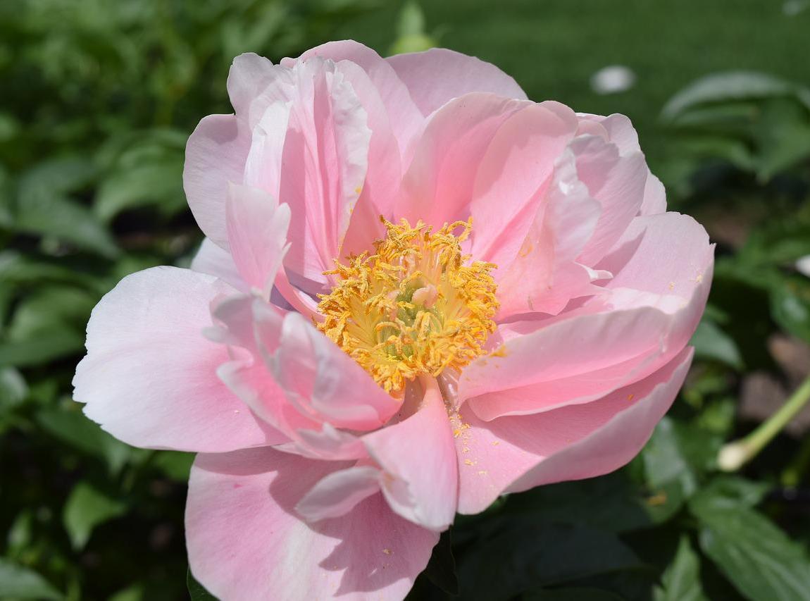 Пионы Си Шелл: описание сорта, характеристики, особенности посадки и ...