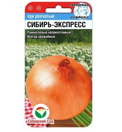 Лук Сибирь-Экспресс: описание и характеристики сорта, агротехника ...