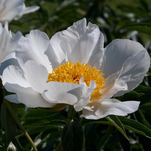 Пионы Уайт Вингс: описание сорта, характеристики, особенности посадки и ...