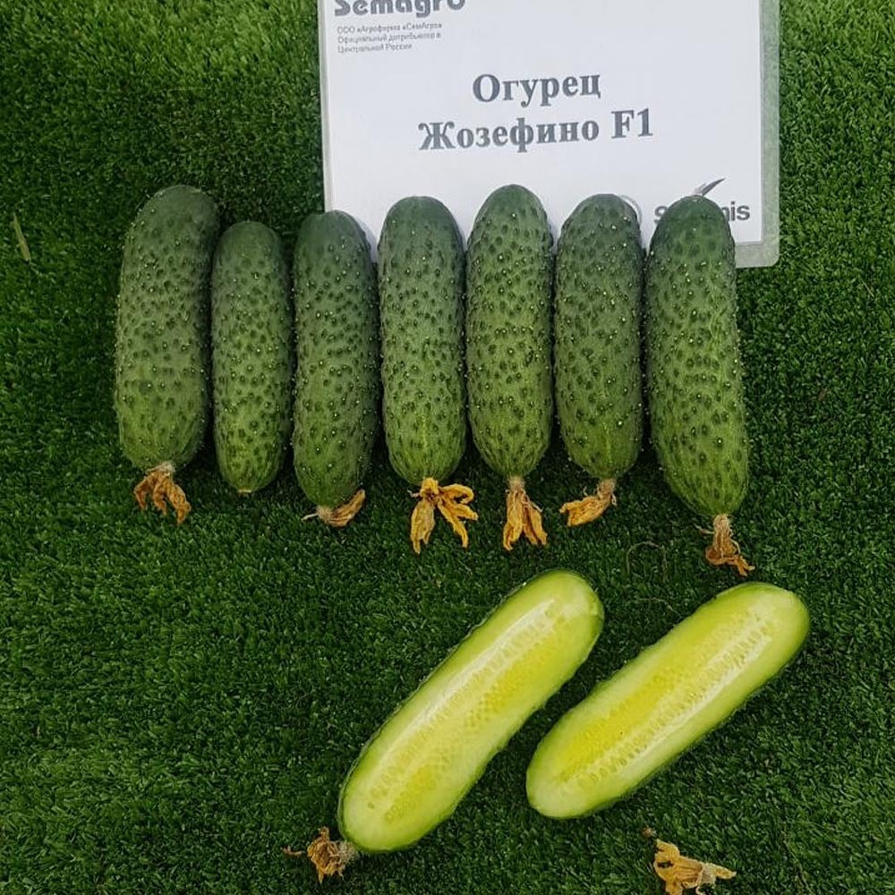 Огурец Жозефино: описание и характеристики сорта, правила посадки и ...