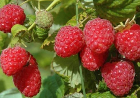 Малина Алтайская вкусная: описание сорта, особенности и выращивание ...