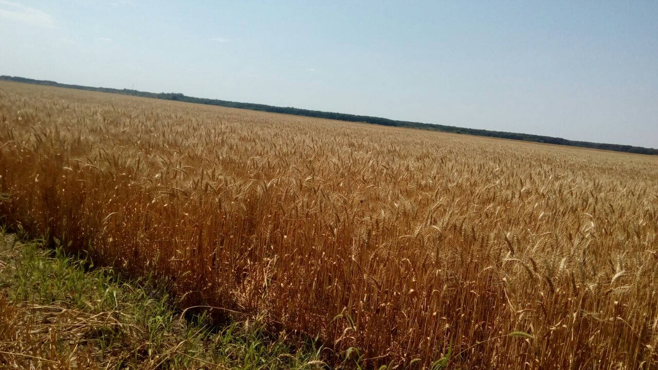 Пшеница Аскет: описание и характеристики сорта, особенности посадки и ...