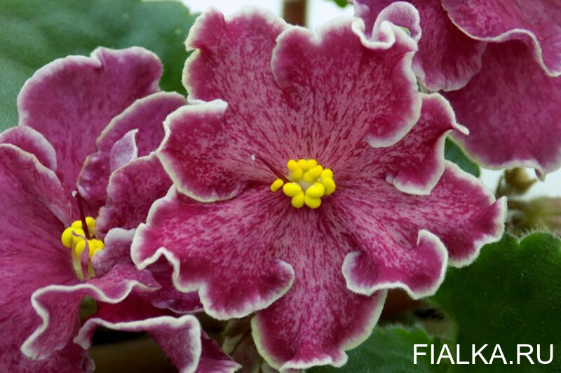 Сенполия (комнатная фиалка) АВ-Кардамон: особенности и характеристика ...