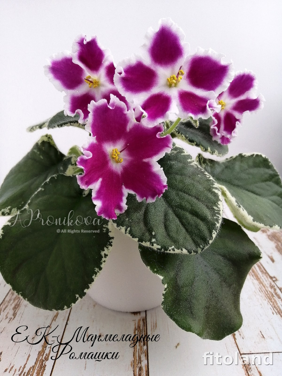 Сенполия (комнатная фиалка) ЕК-Мармеладные Ромашки: особенности и ...