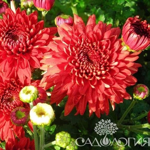 Хризантема Гомпи Ред: описание сорта, характеристики, особенности ...