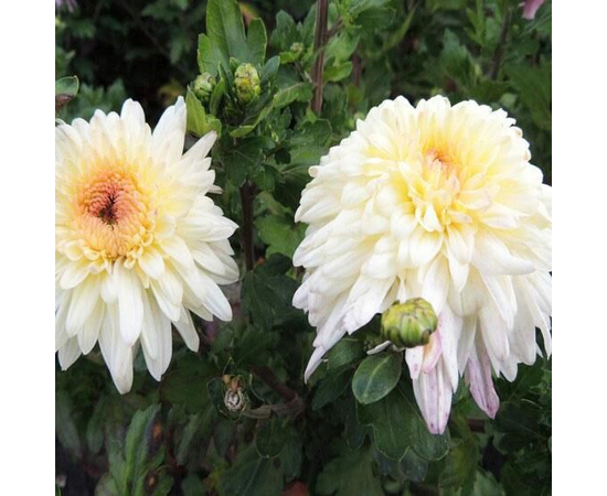 Хризантема Гомпи Вайт: описание сорта, характеристики, особенности ...