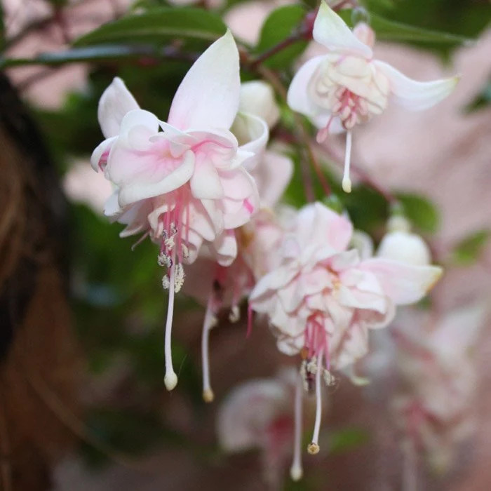 Фуксия Харри Грей (Harry Gray): описание сорта, характеристики ...