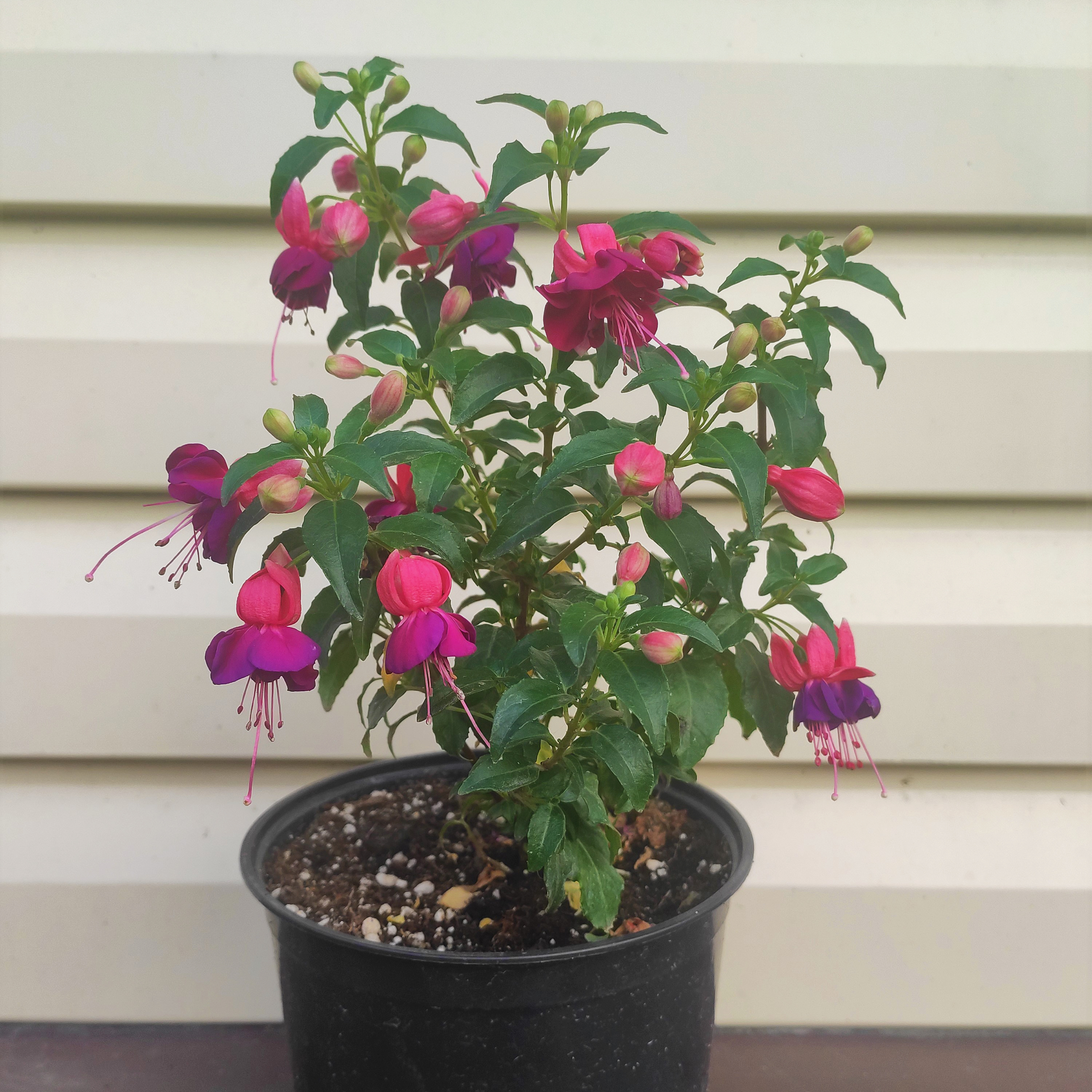 Фуксия Хейди Энн (Heidi Ann): описание сорта, характеристики ...