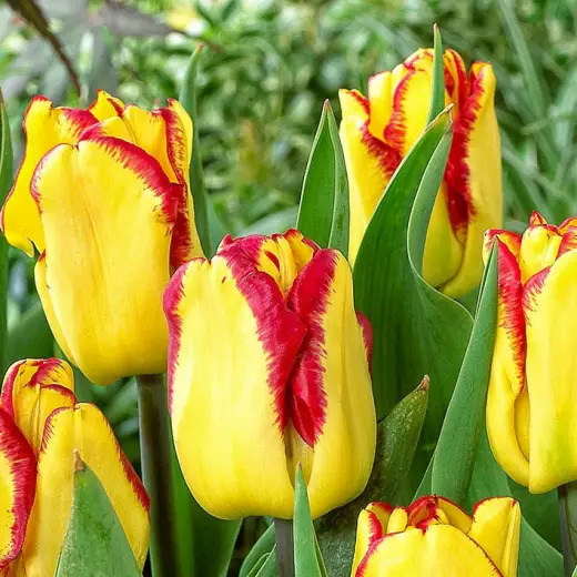 Тюльпаны Кейптаун: особенности и характеристики сорта, тонкости посадки ...