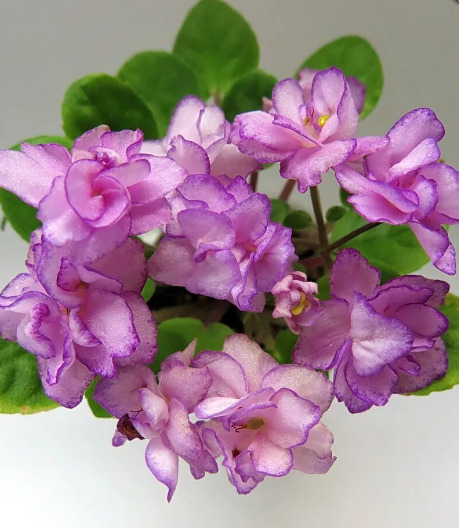 Сенполия (комнатная фиалка) Kentucky Rambler: особенности и ...