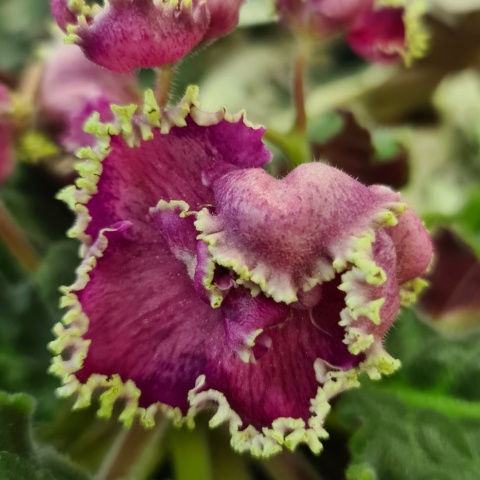 Фиалка НД-Наденька-Надюша: особенности и характеристика сорта, правила ...