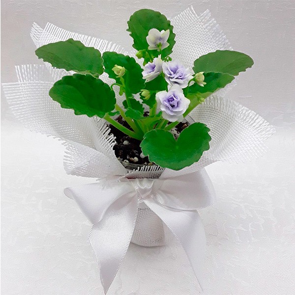 Фиалка Optimara Little Moonstone: особенности и характеристика сорта ...