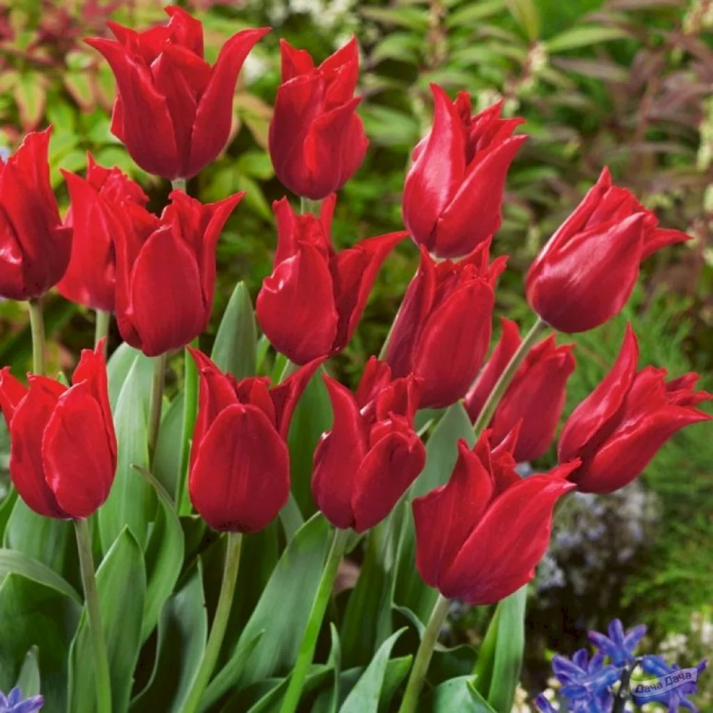 Тюльпаны Претти Вумен: особенности и характеристики сорта, тонкости ...