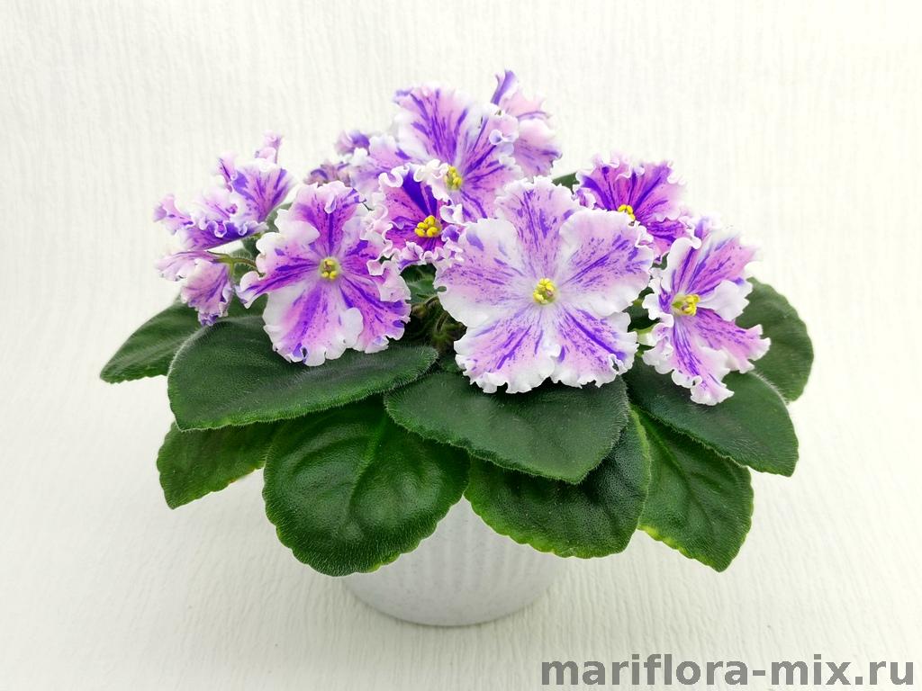 Фиалка Прошка (Фролов): особенности и характеристика сорта, правила ...