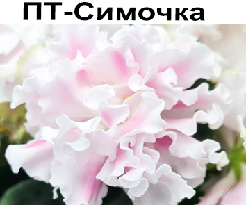 Сенполия (комнатная фиалка) ПТ-Симочка: особенности и характеристика ...