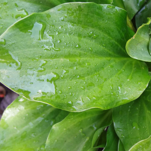 Хоста Ред Степпер (Red Stepper): описание сорта, характеристики ...