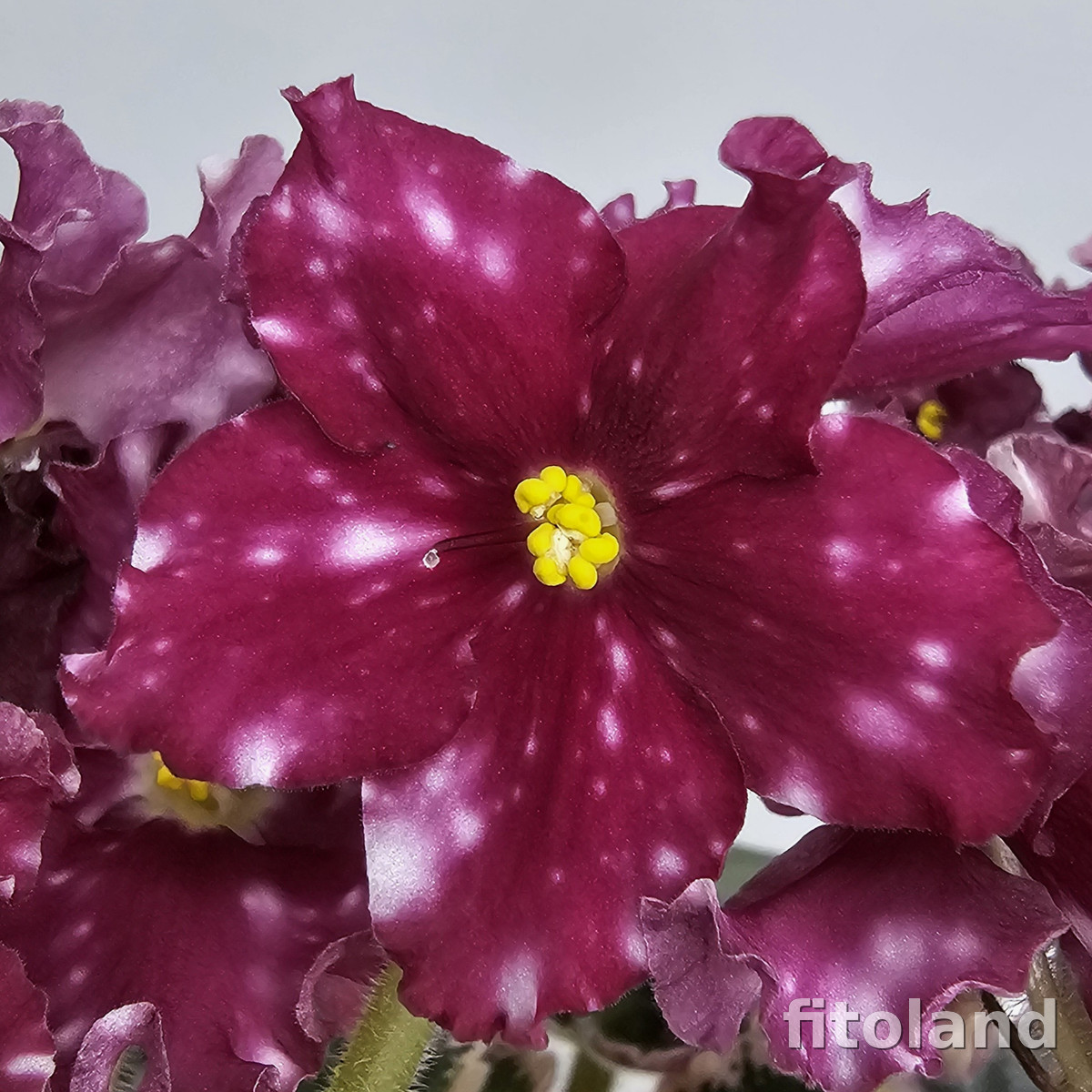 Фиалка Rivermist Zeeva: особенности и характеристика сорта, правила выращивания и ухода, отзывы