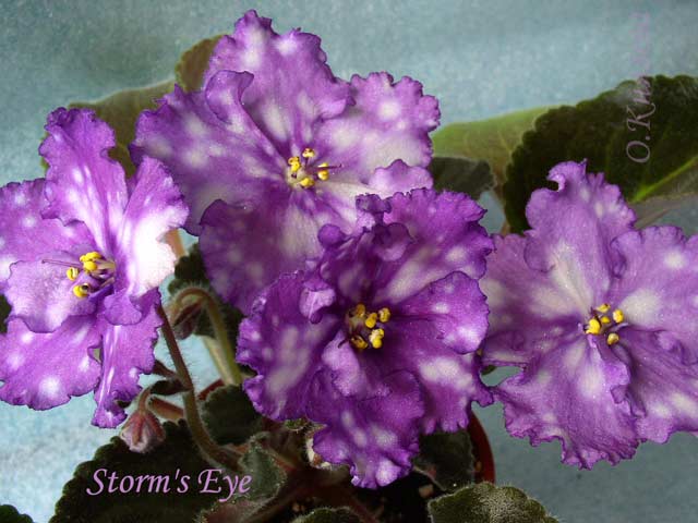 Фиалка Storms Eye: особенности и характеристика сорта, правила ...