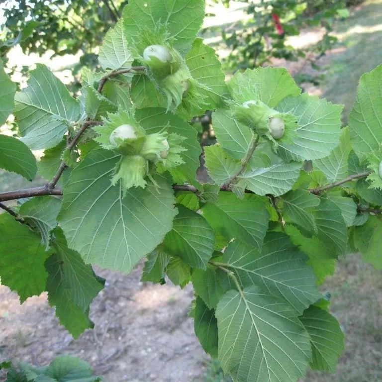 Фундук (лещина) Трапезунд: описание сорта, характеристики, особенности ...