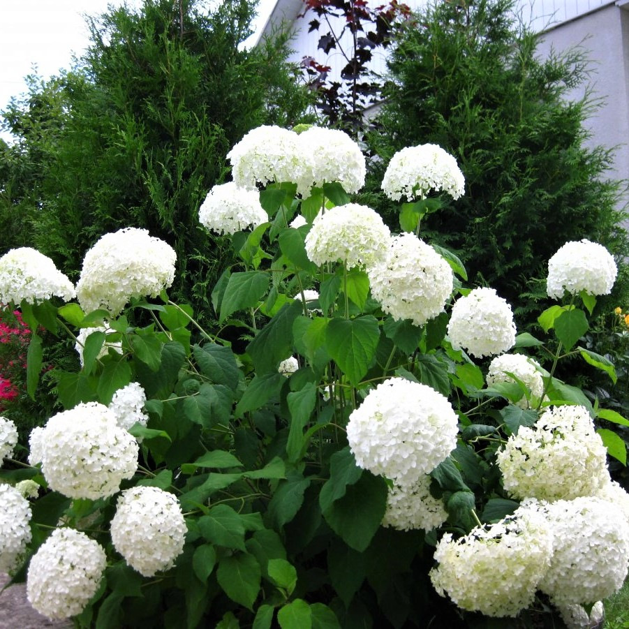 Гортензия Уайт Бол: особенности и характеристика сорта, правила посадки ...