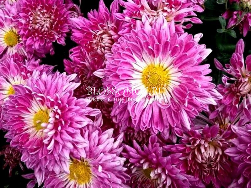 Хризантема Улыбка: описание сорта, характеристики, особенности посадки ...