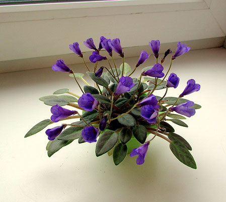 Фиалка Vallarta Campanas Moradas: особенности и характеристика сорта ...