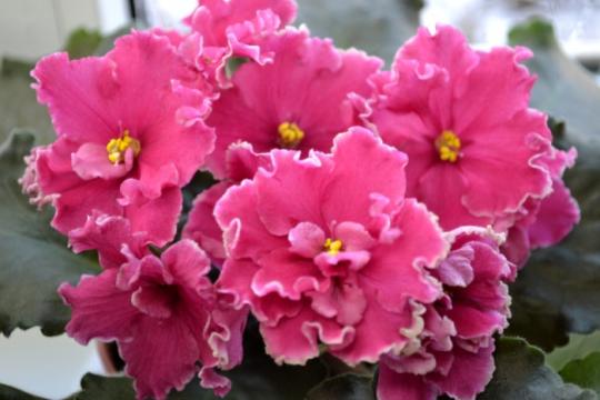 Сенполия (комнатная фиалка) Ян-Нарядная: особенности и характеристика ...