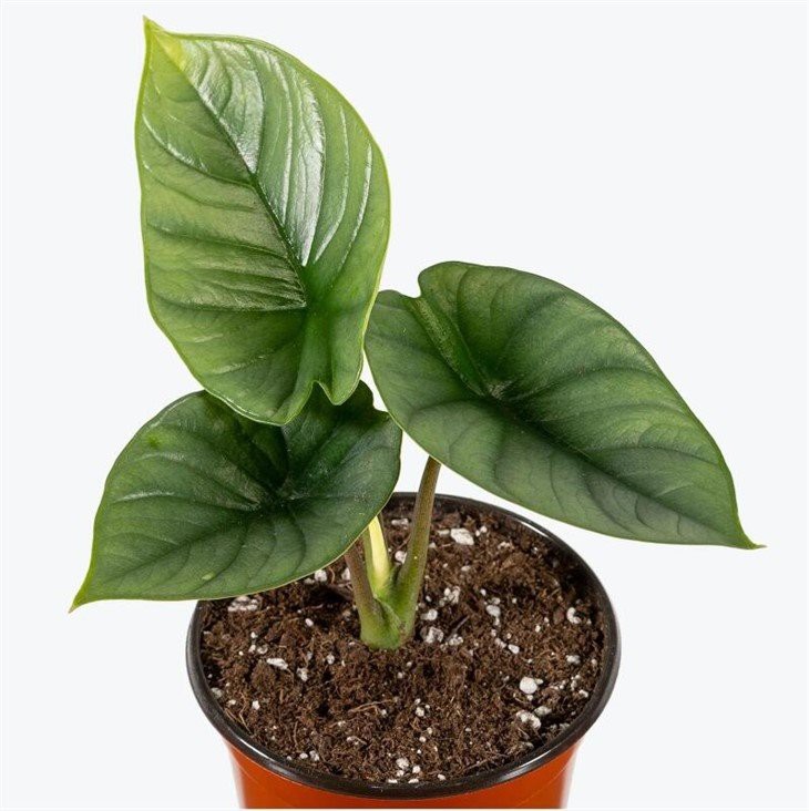 Алоказия Бисма: описание сорта, характеристики, особенности посадки и ...