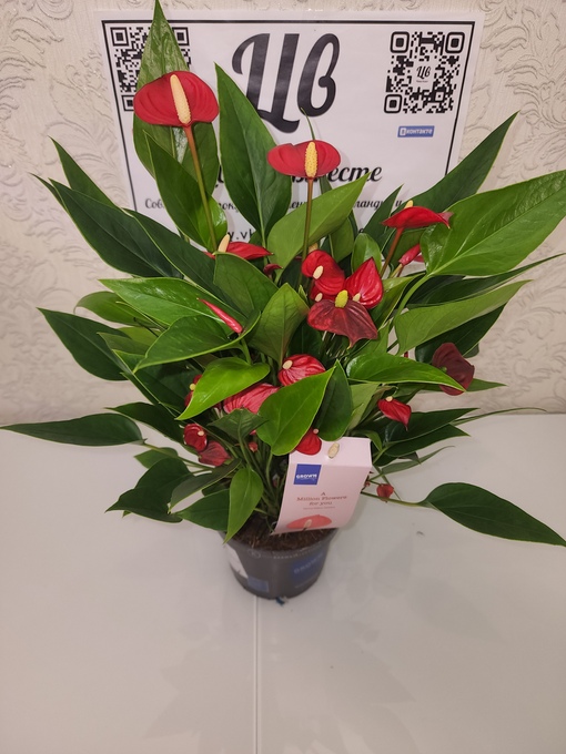 Антуриум Миллион Флауэрс Ред: описание сорта, характеристики ...