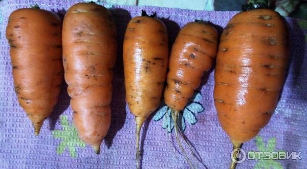 Морковь Нантская королевская: описание и характеристики сорта, правила ...