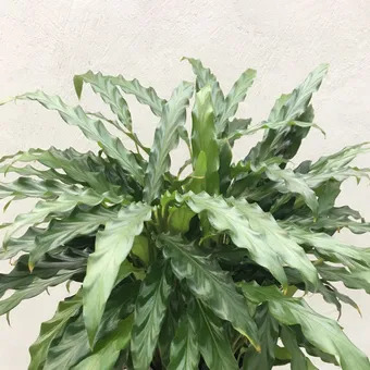 Калатея Руфибарба: описание сорта, характеристики, особенности посадки ...