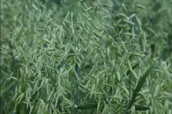 Овес Скакун: описание и характеристики сорта, особенности посадки и ...