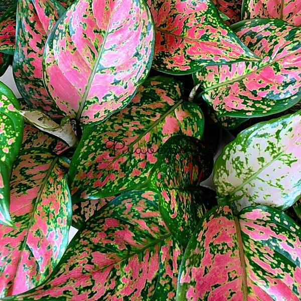 Аглаонема Споттед Стар: описание сорта, характеристики, особенности ...