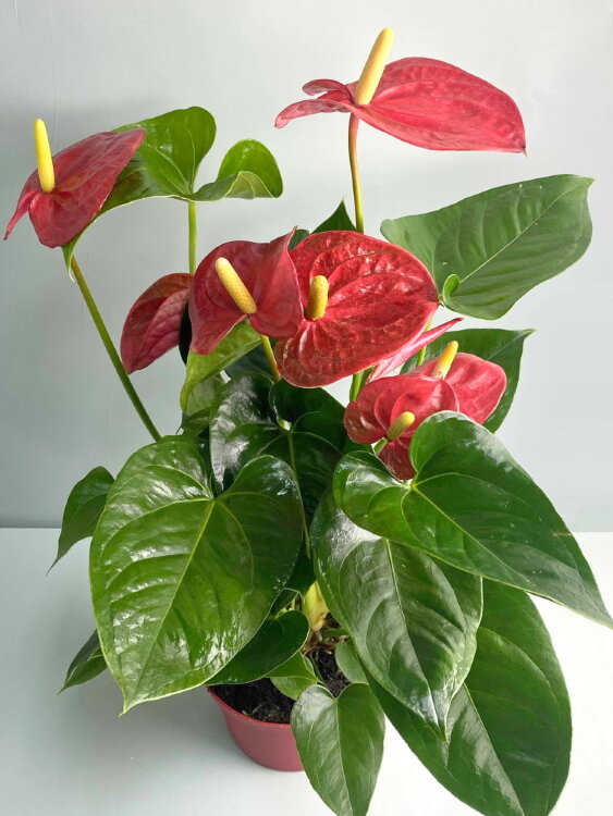 Антуриум Туренза: описание сорта, характеристики, особенности посадки и ...