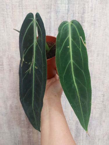 Антуриум Варока: описание вида, характеристики, особенности посадки и ...