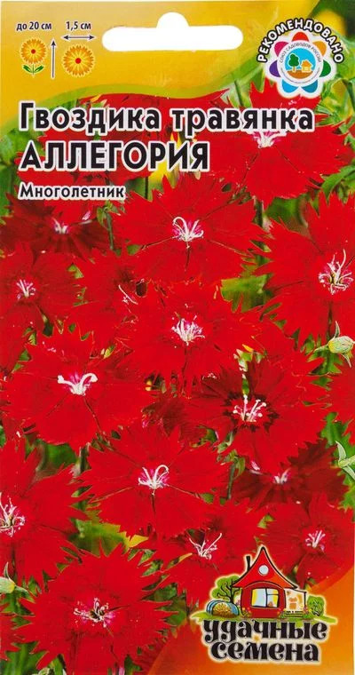 Гвоздика Аллегория: описание сорта, характеристики, особенности посадки ...
