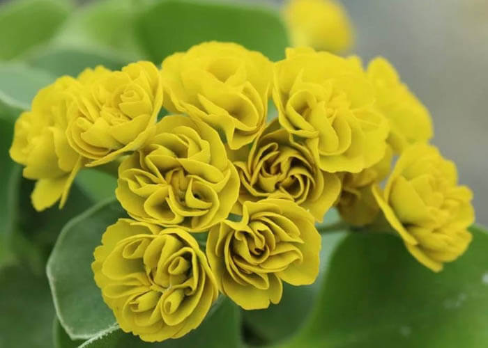 Примула Форест Лемон: описание сорта, характеристики, особенности ...