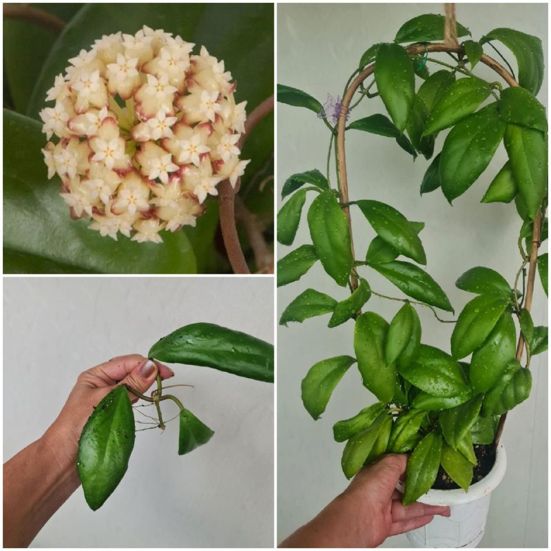 Хойя инкрассата: описание вида, характеристики, особенности посадки и ...