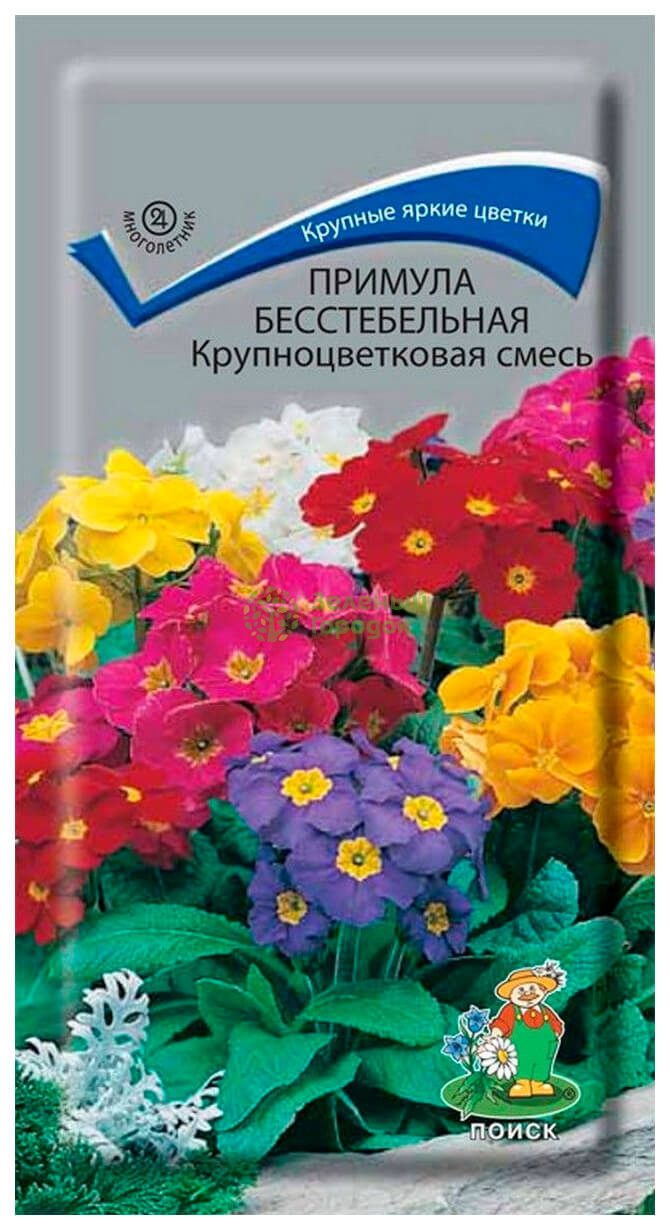 Примула Крупноцветковая смесь окрасок: описание сорта, характеристики ...