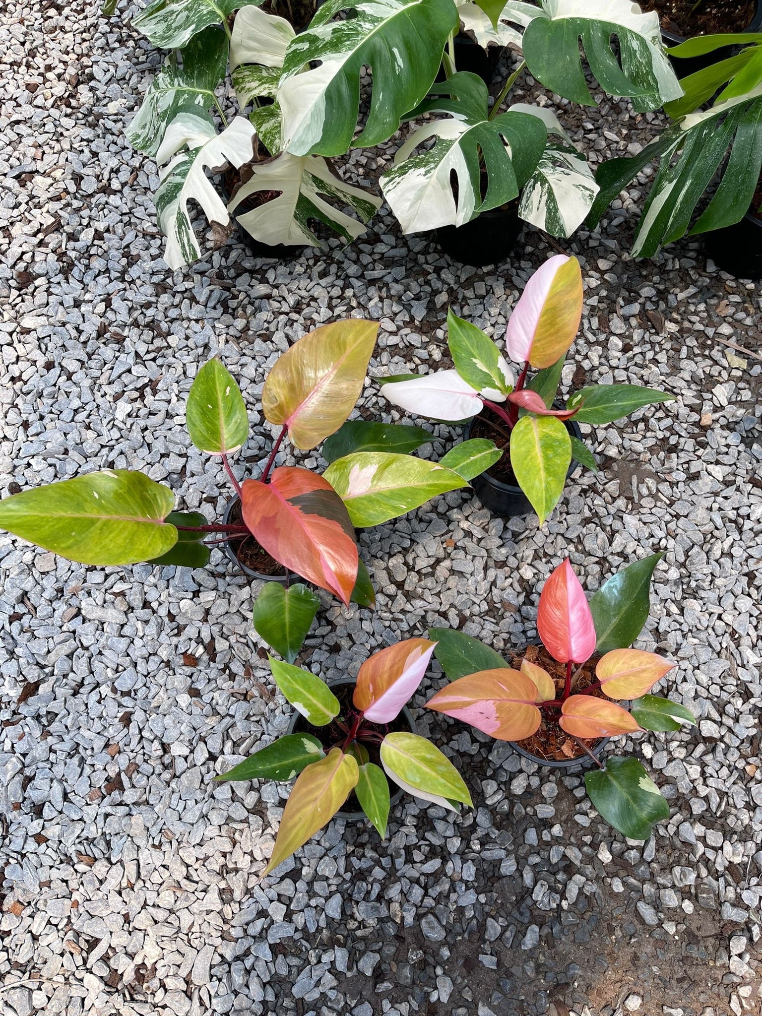 Филодендрон Персиммон Принцесс: описание сорта, характеристики ...