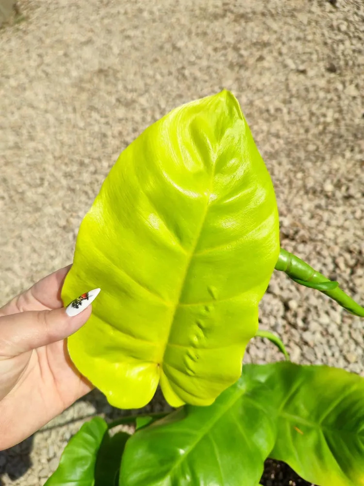 Филодендрон Пин Тонг: описание сорта, характеристики, особенности ...