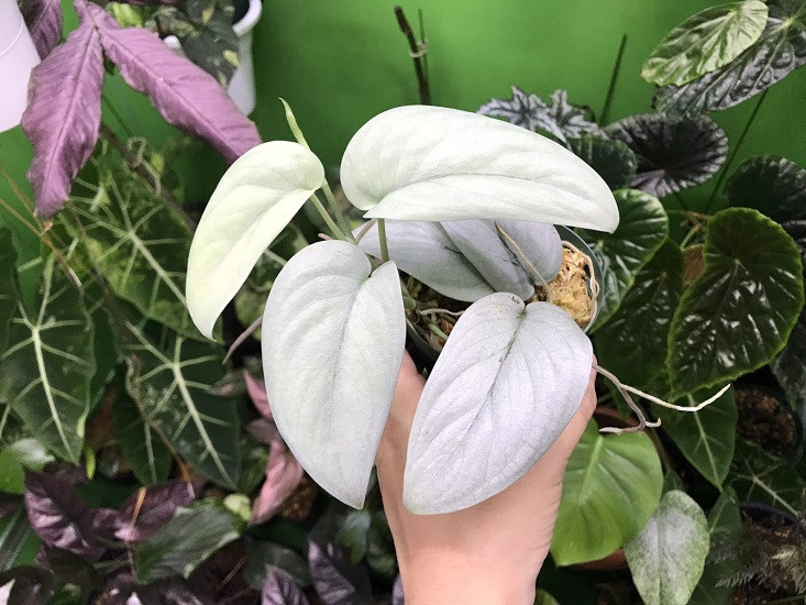 Сциндапсус Платинум: описание сорта, характеристики, особенности посадки и выращивания, отзывы