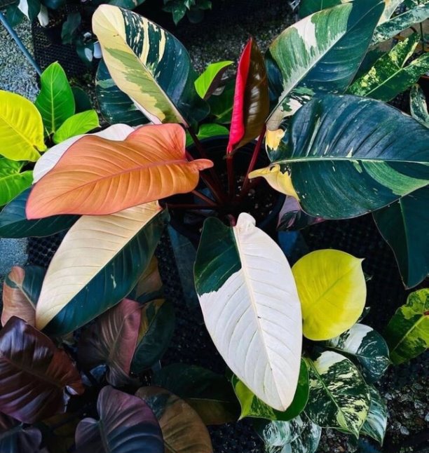 Филодендрон Ред Конго вариегатный: описание сорта, характеристики ...