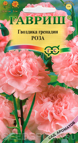 Гвоздика Роза: описание сорта, характеристики, особенности посадки и ...