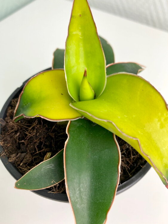 Сансевиерия Стар Канари: описание сорта, характеристики, особенности ...