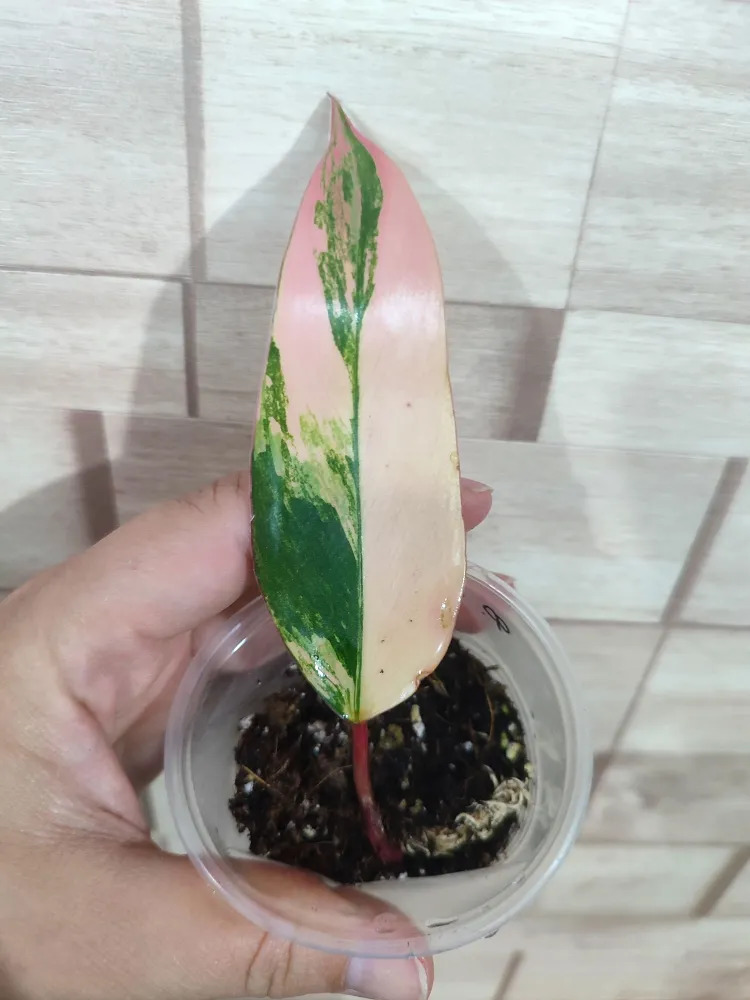 Филодендрон Стравбери Шейк: описание сорта, характеристики, особенности ...