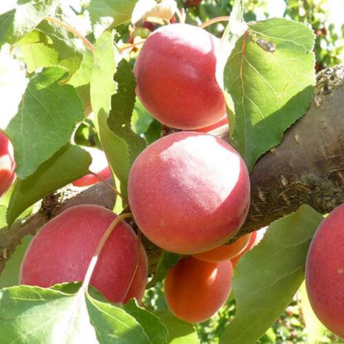 Абрикос Дженгат (Jengat): описание и характеристики сорта, особенности ...