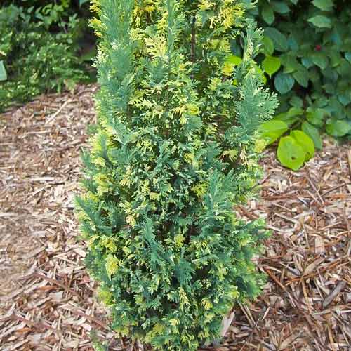 Кипарисовик Элвуди Уайт: описание сорта, характеристики, особенности ...